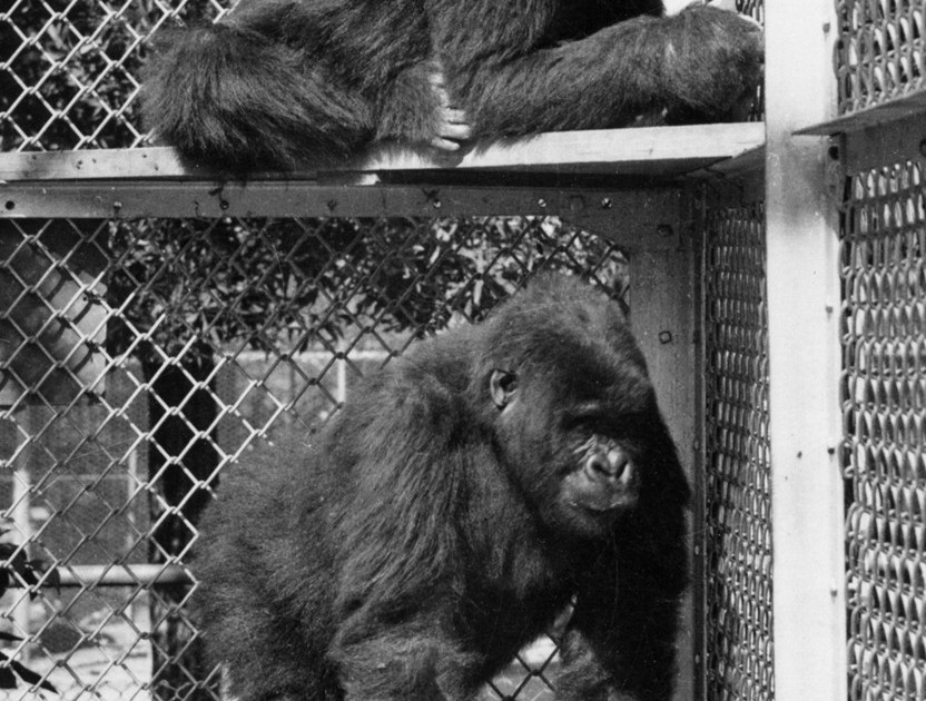 Mbongo and Ngagi, eastern lowland gorillas | San Diego Zoo 100