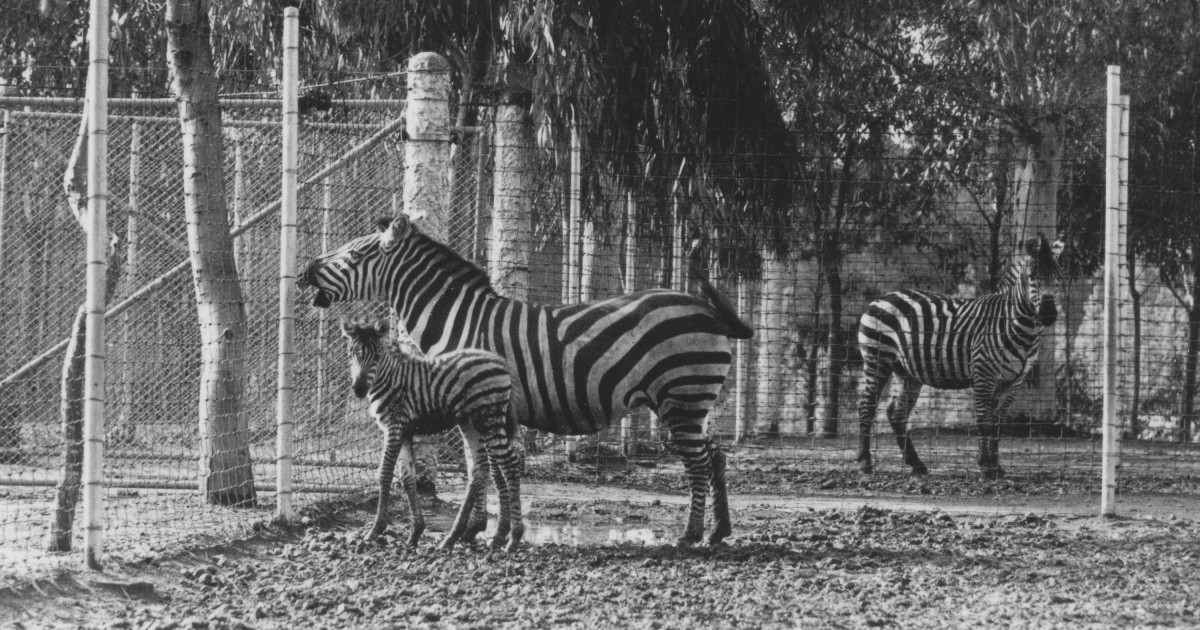 Thunder, zebra | San Diego Zoo 100
