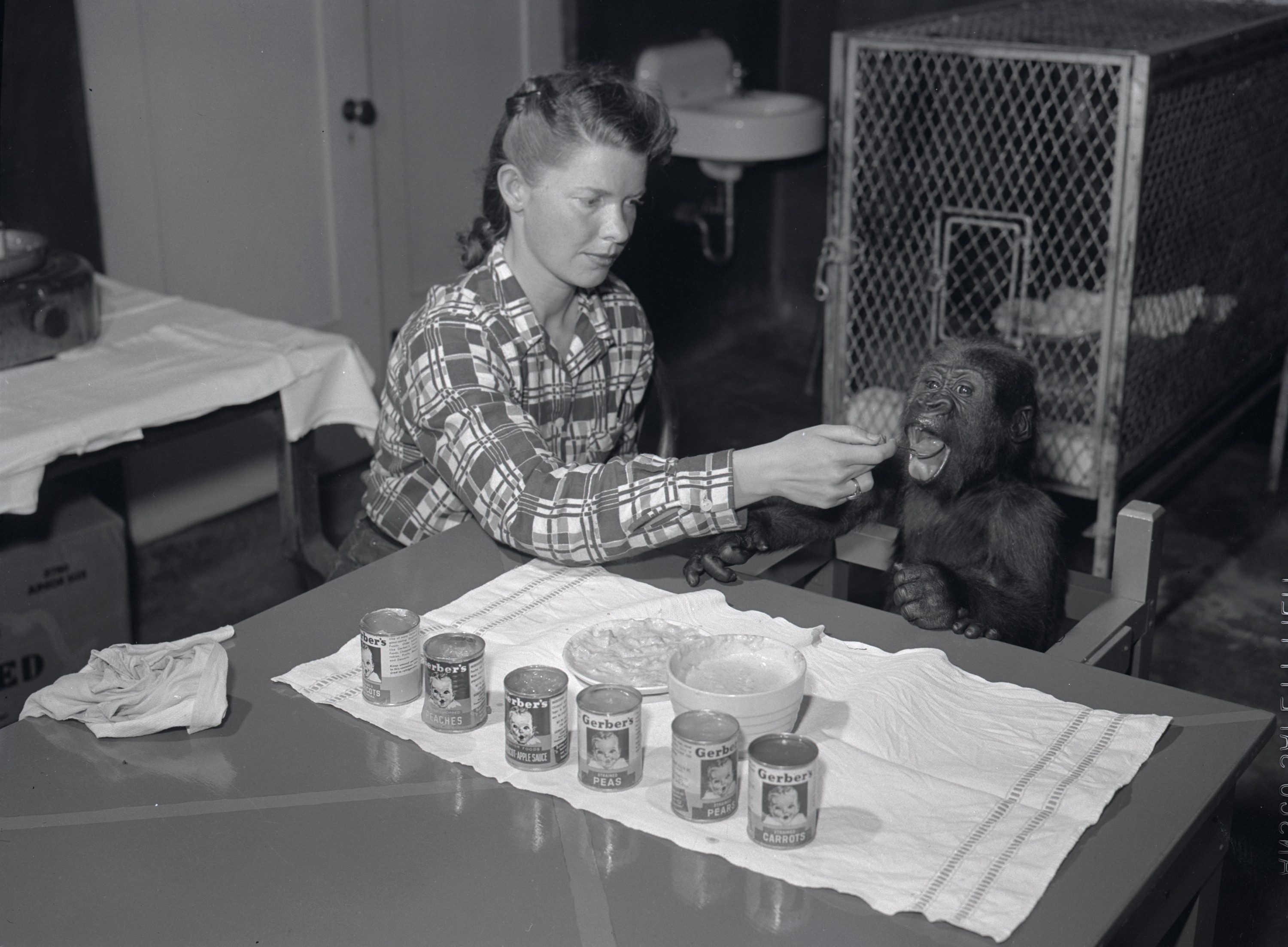 Edalee and the Gorillas | San Diego Zoo 100