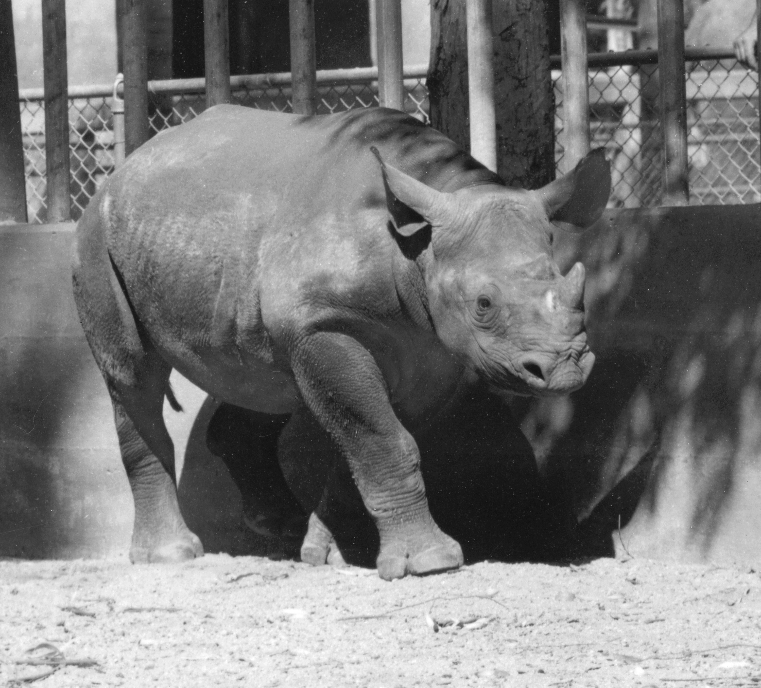 Sensational Sally | San Diego Zoo 100