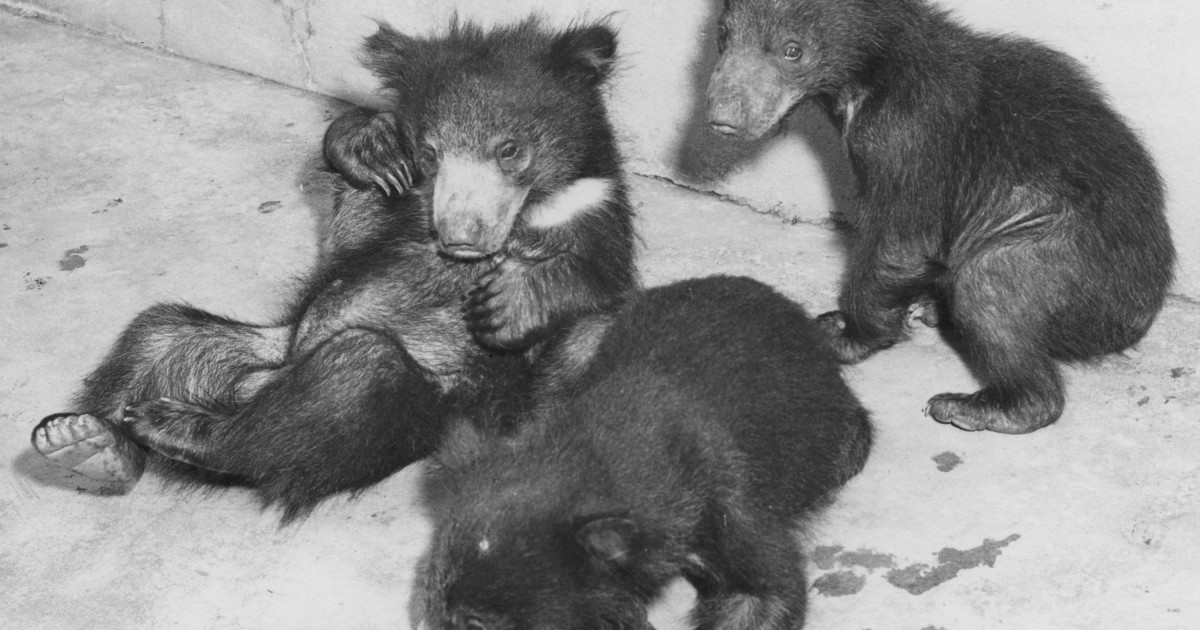 Wynken, Blynken, and Nod, sloth bears | San Diego Zoo 100