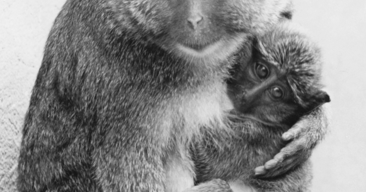 Allen’s swamp monkey and baby | San Diego Zoo 100