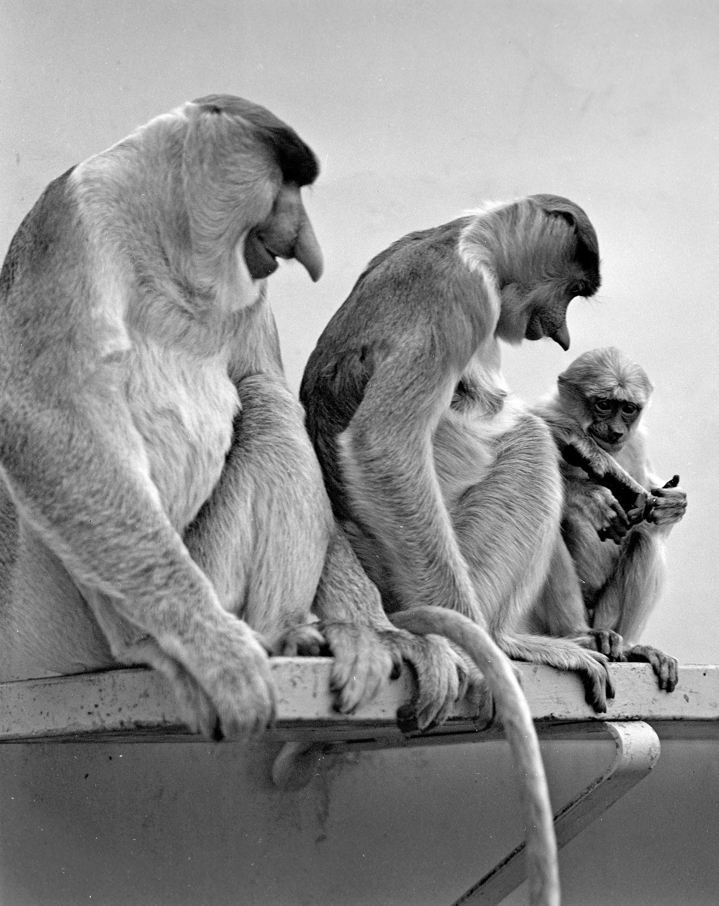 Primarily Primates | San Diego Zoo 100