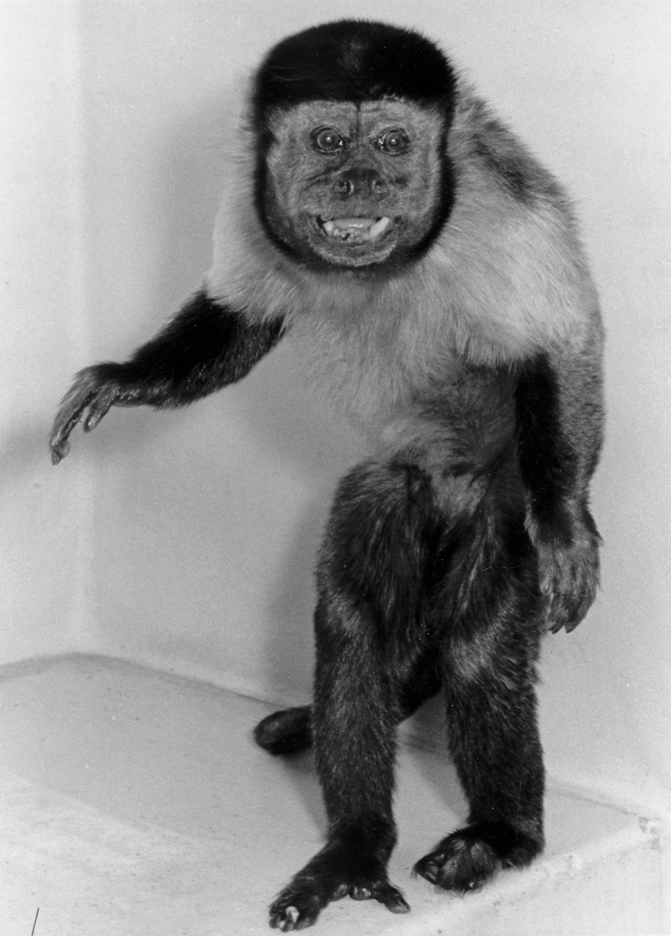 Irish the Flirt | San Diego Zoo 100