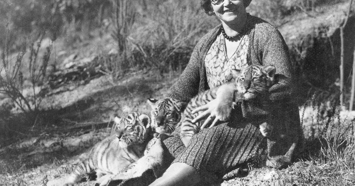 Belle Benchley with Bengal tiger cubs | San Diego Zoo 100