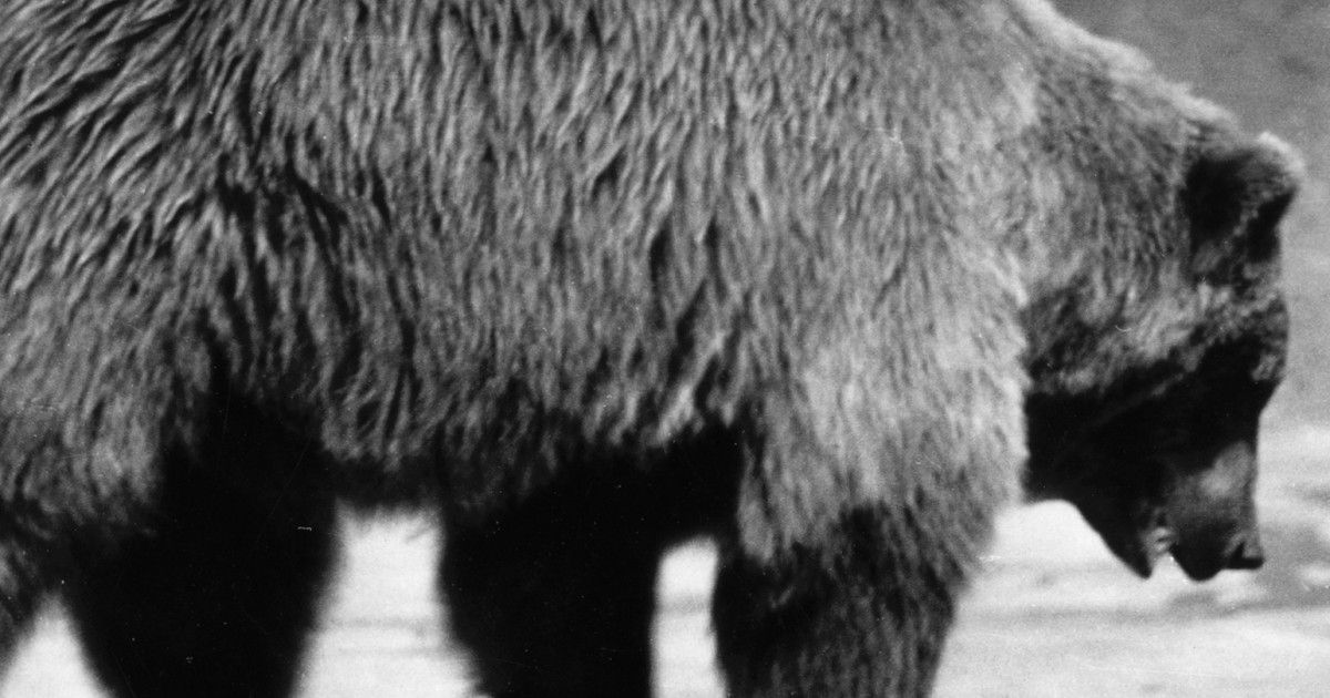 Caesar, Kodiak brown bear | San Diego Zoo 100