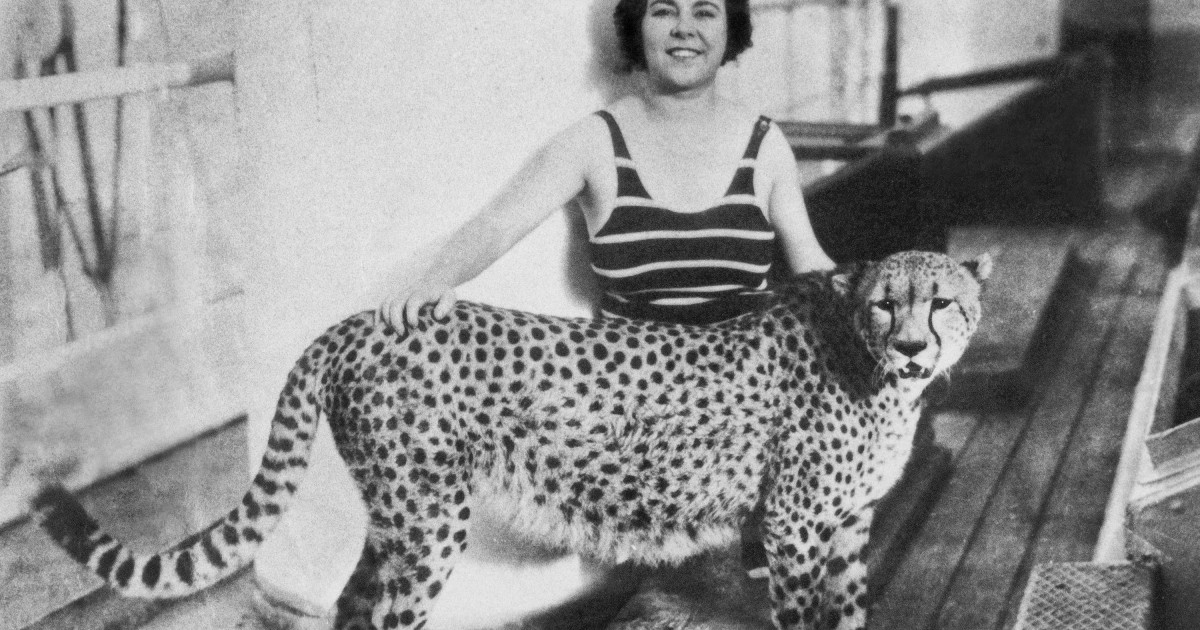 Bong, cheetah | San Diego Zoo 100