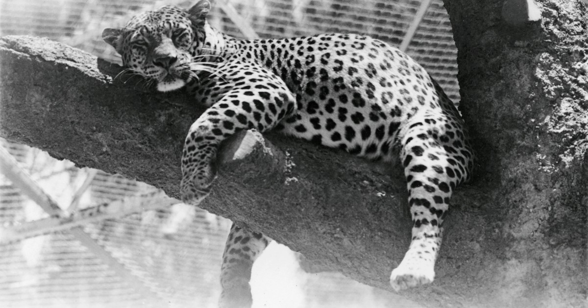 Elmo, leopard | San Diego Zoo 100