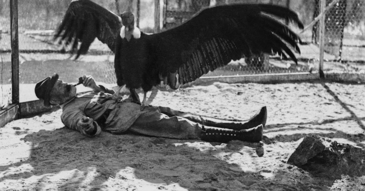 Bum, Andean condor | San Diego Zoo 100