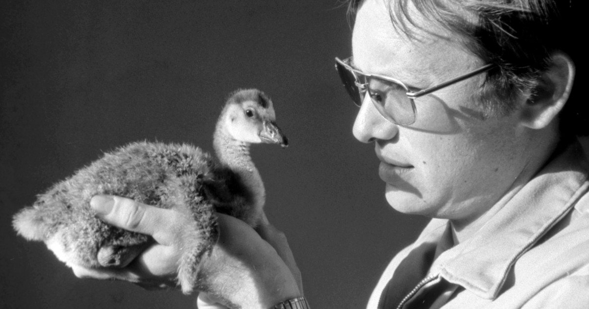 Wayne Schulenberg, bird keeper, with nene gosling | San Diego Zoo 100