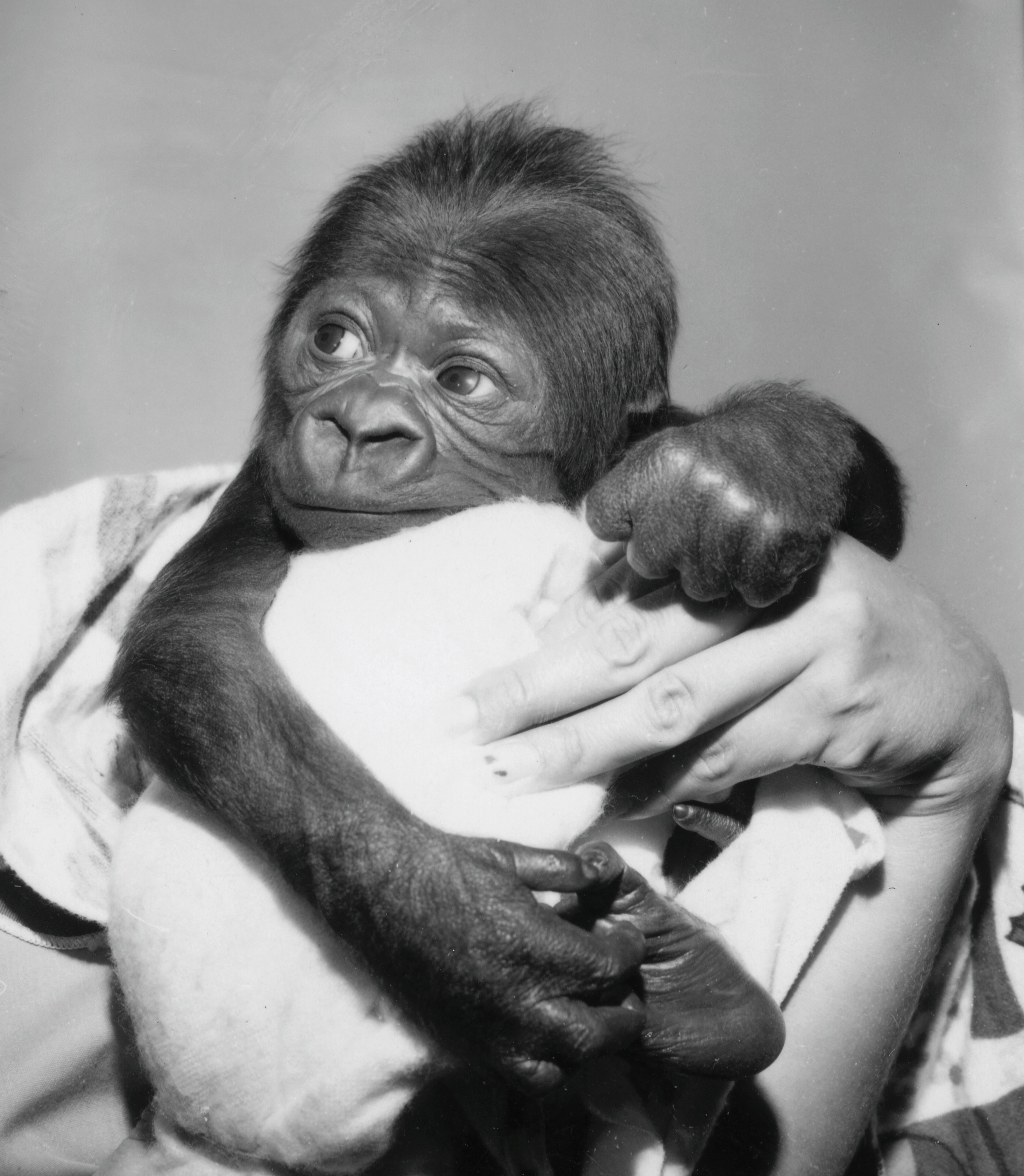 Stop the Presses! A Great Baby Ape | San Diego Zoo 100