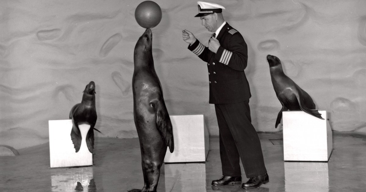 Bennie Kirkbride and the Wegeforth Bowl Sea Lion Show | San Diego Zoo 100