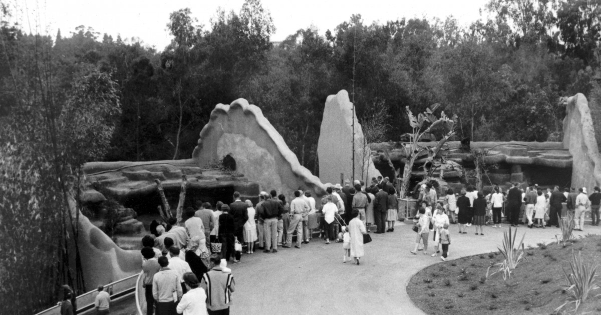 New Ape Grotto exhibits for gorillas | San Diego Zoo 100