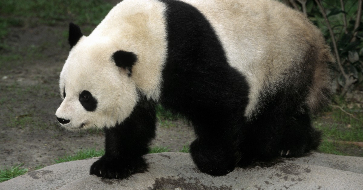 Gao Gao, giant panda | San Diego Zoo 100