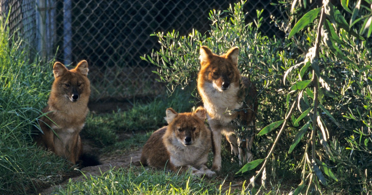 Chinese dholes | San Diego Zoo 100