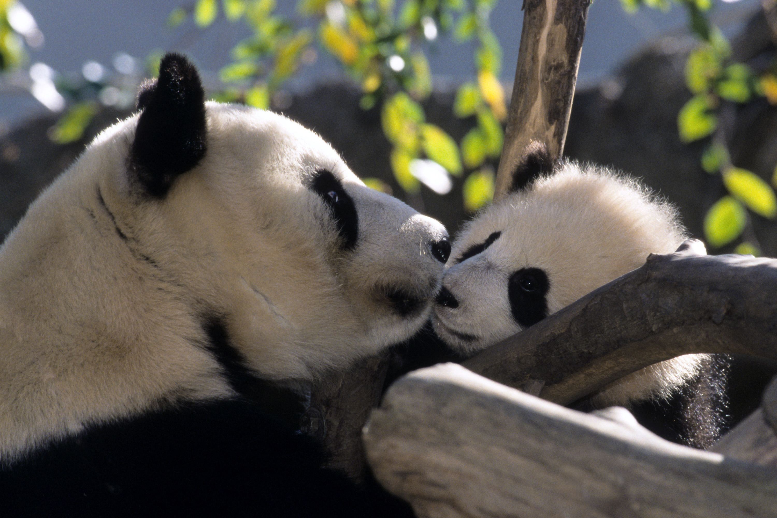 Double Panda Happiness | San Diego Zoo 100