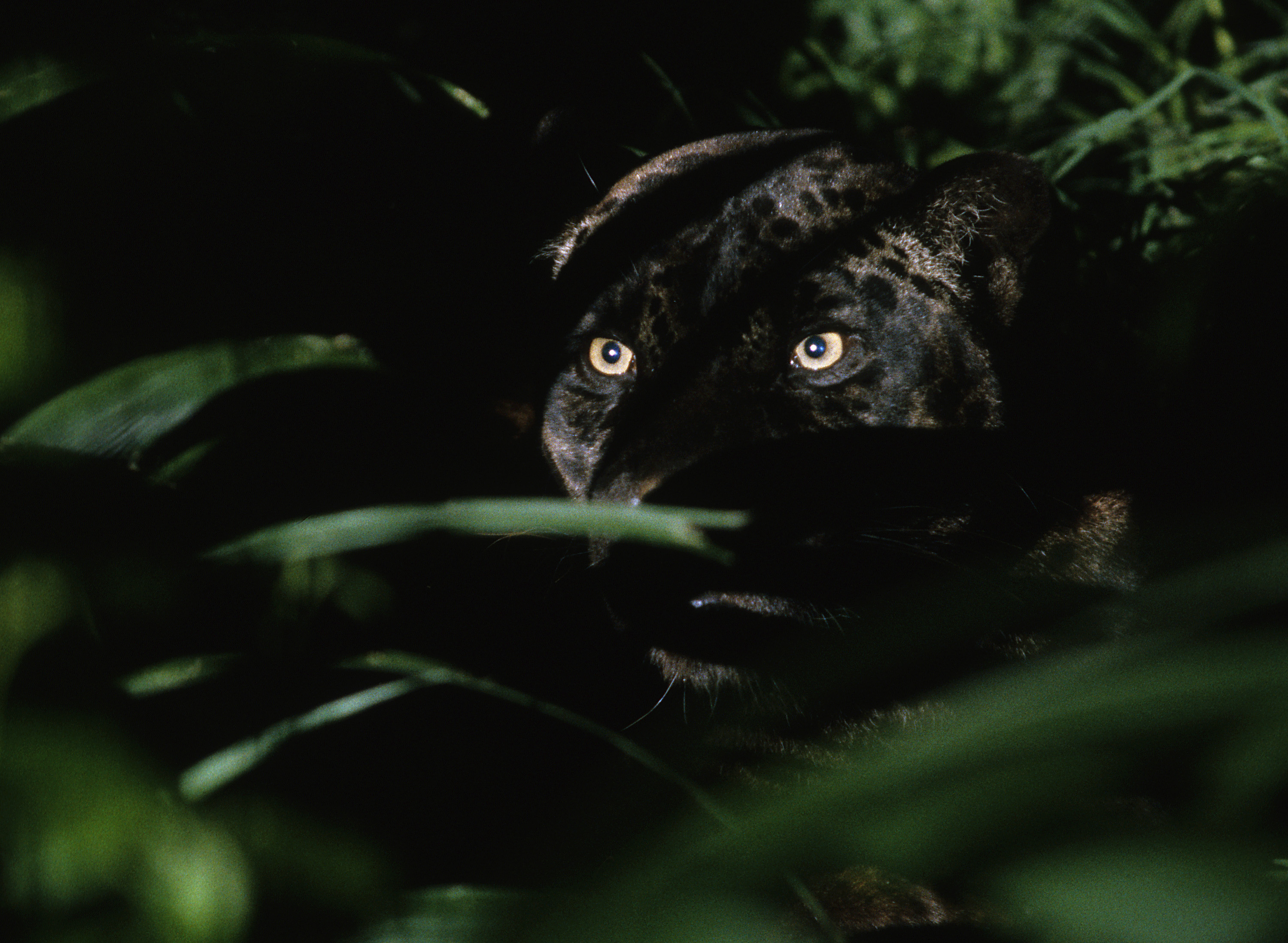 Nighttime Is the Right Time… | San Diego Zoo 100