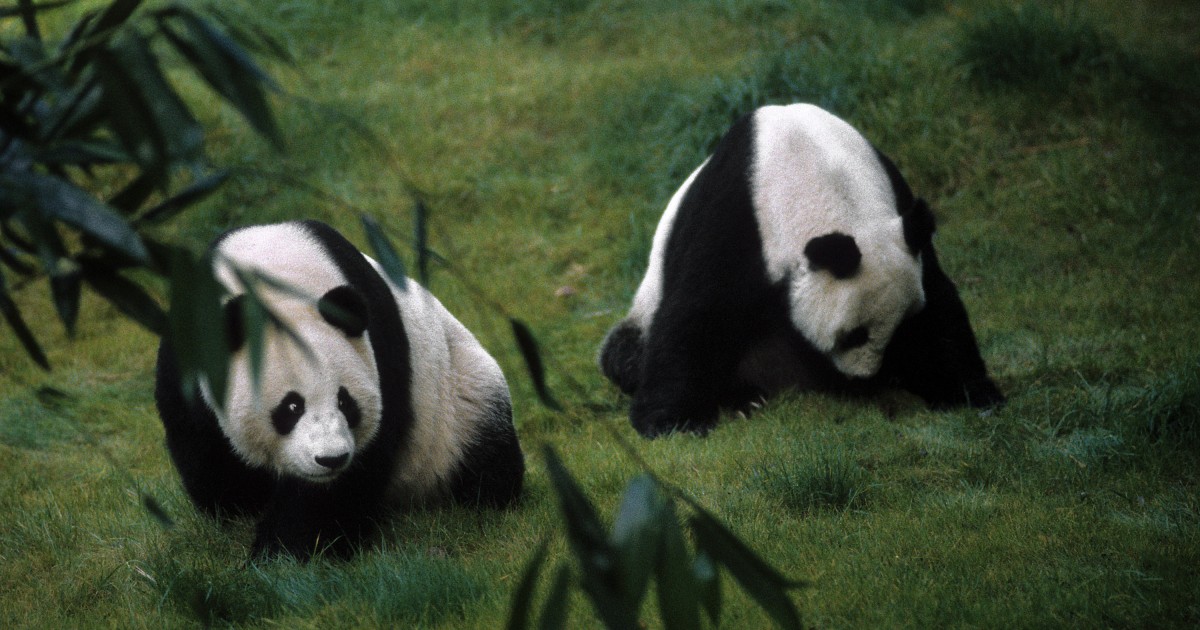 Bai Yun and Shi Shi, giant pandas | San Diego Zoo 100