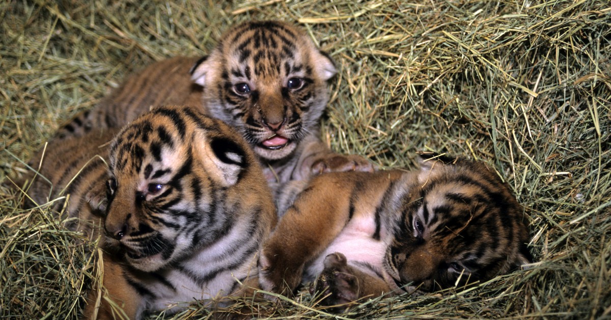 Malayan tiger cubs | San Diego Zoo 100