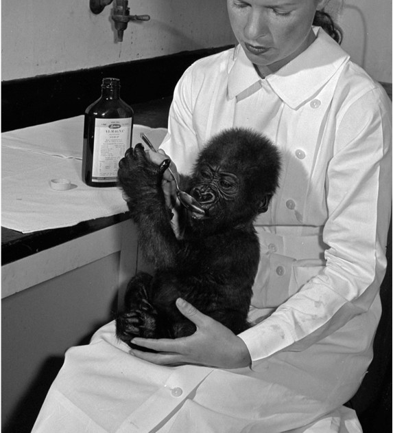 Edalee Orcutt with Albert gorilla | San Diego Zoo 100