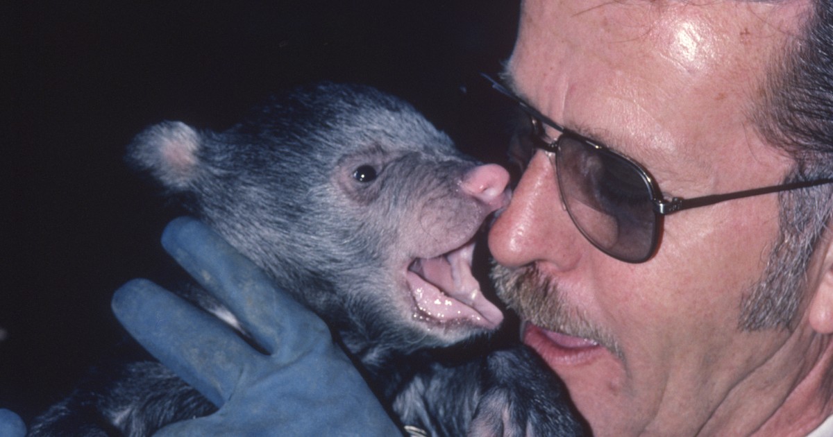 Deva, Ceylonese sloth bear, with Jim Joiner, bear keeper | San Diego ...