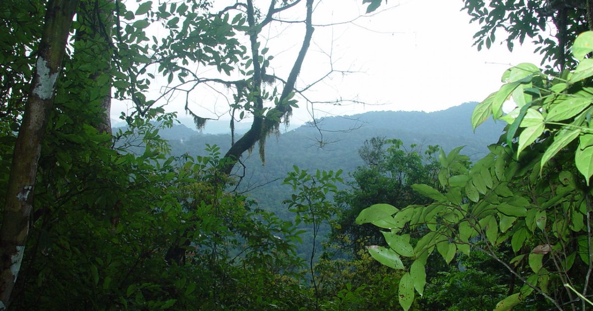 View of the mountains in the Ebo Forest | San Diego Zoo 100