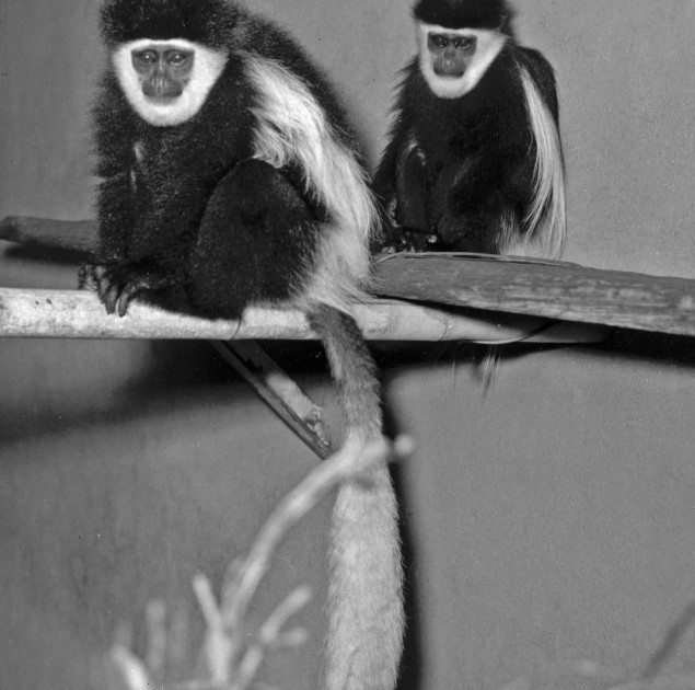 Colobus monkeys | San Diego Zoo 100