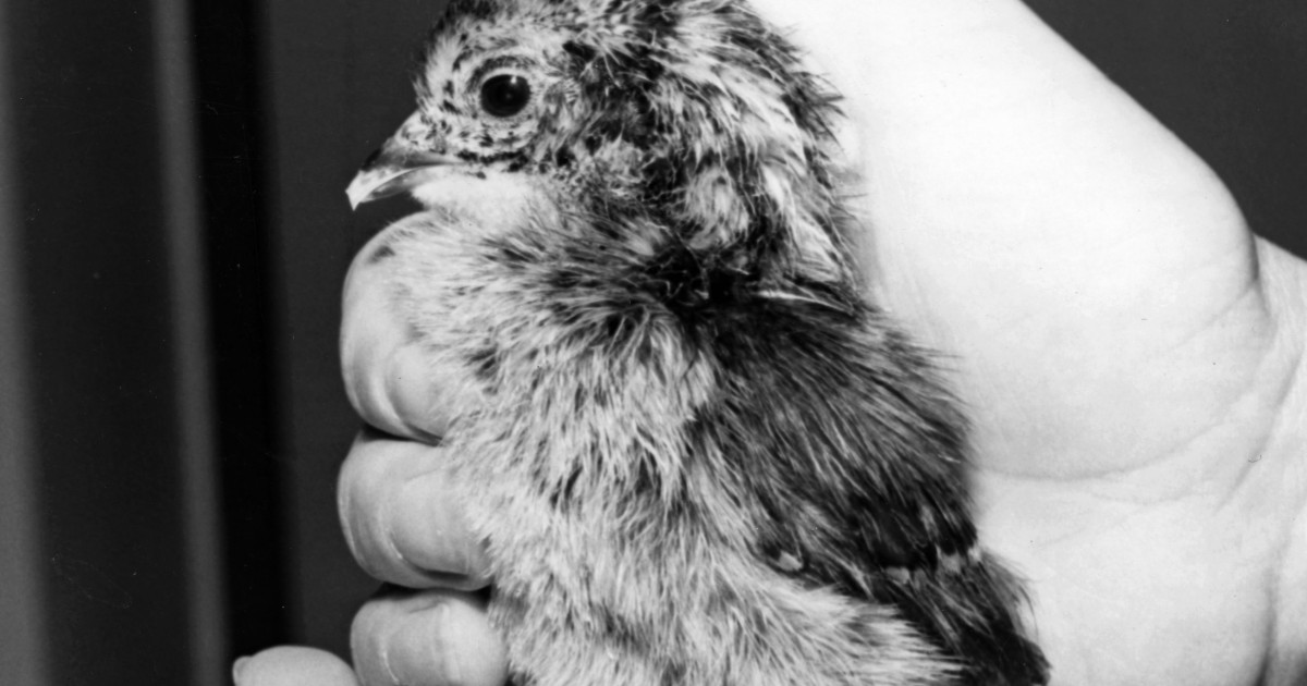 Chinese monal chick | San Diego Zoo 100