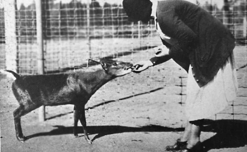 Belle Benchley with a muntjac | San Diego Zoo 100