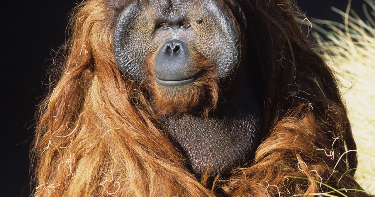 Ken Allen, Bornean orangutan | San Diego Zoo 100