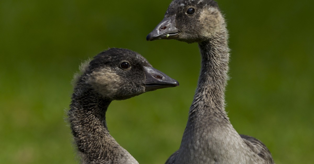 Nene goslings | San Diego Zoo 100