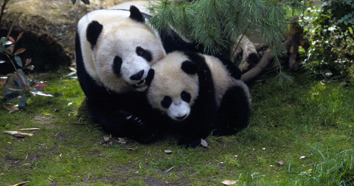 Bai Yun and Hua Mei, giant pandas | San Diego Zoo 100