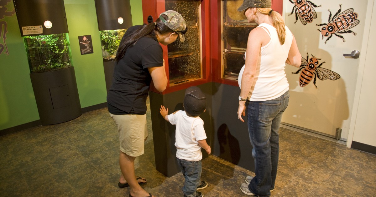 Insect House bee exhibit | San Diego Zoo 100