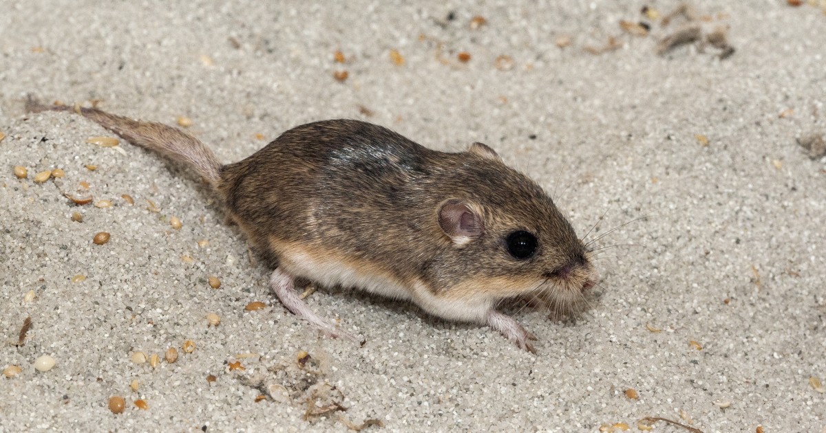Pacific pocket mouse | San Diego Zoo 100