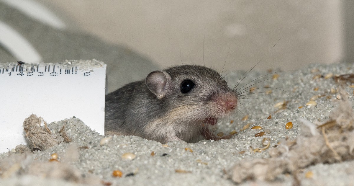 Pacific pocket mouse | San Diego Zoo 100