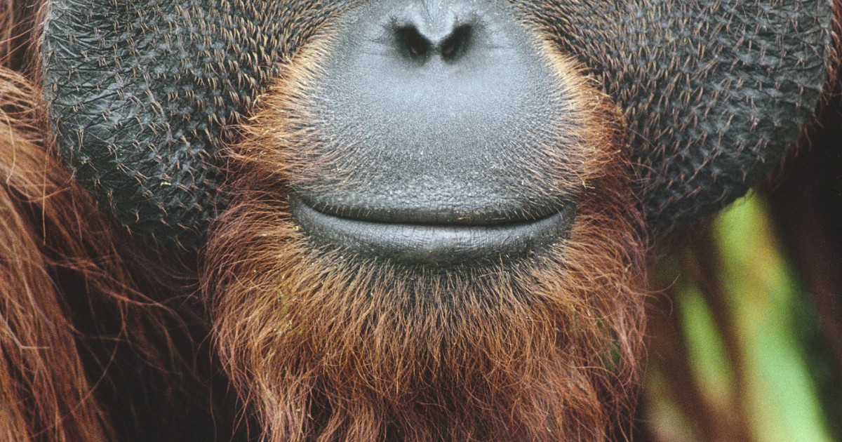 Ken Allen, Bornean orangutan | San Diego Zoo 100