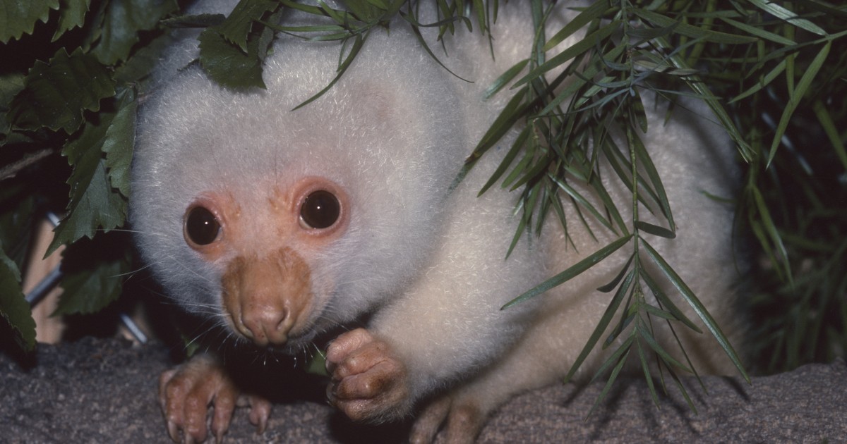 Kler, cuscus | San Diego Zoo 100