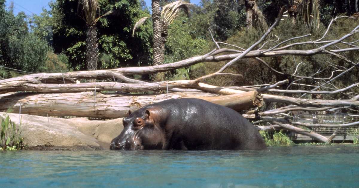 Hippo Beach | San Diego Zoo 100