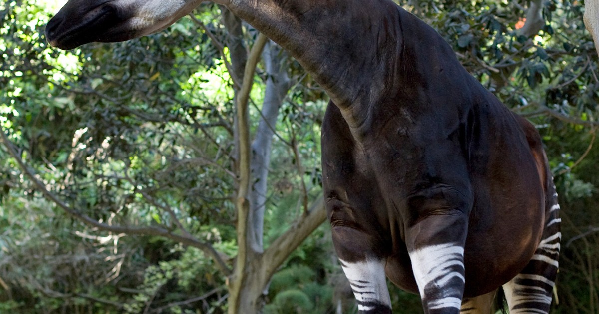 Okapi | San Diego Zoo 100