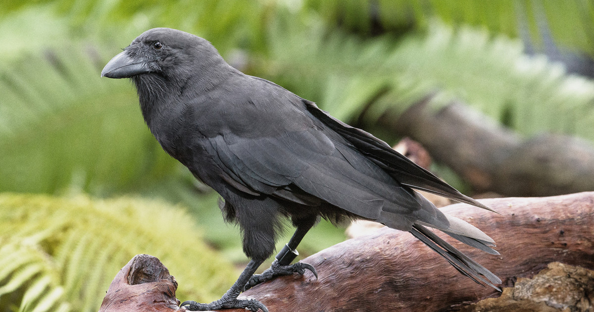 2017 alala release 1 | San Diego Zoo 100