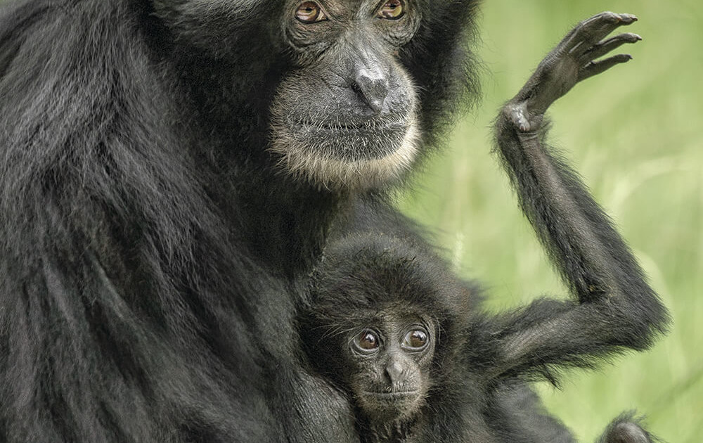 2018 Sela siamang baby 2 | San Diego Zoo 100
