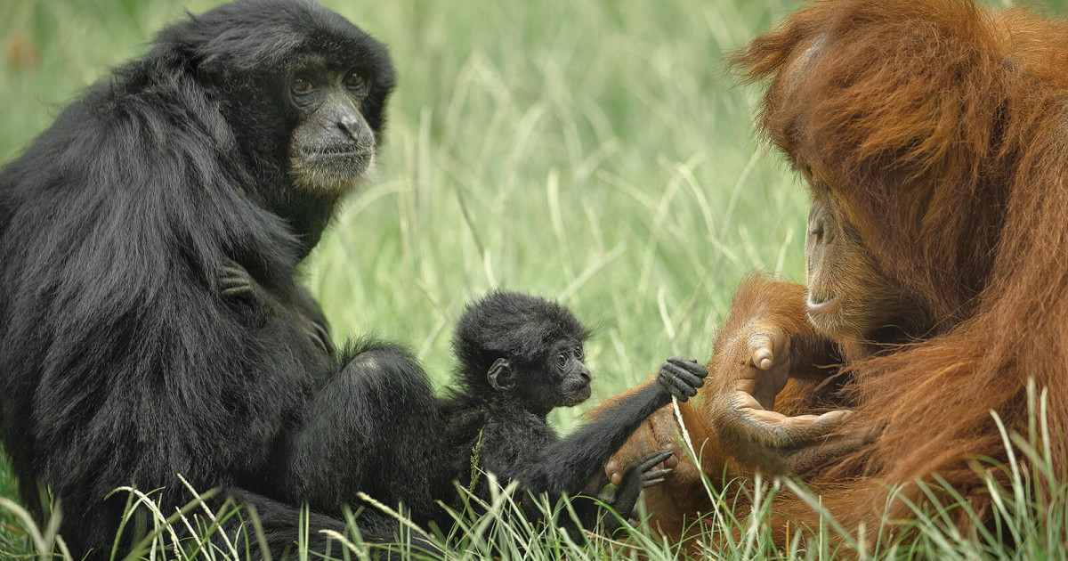 2018 Sela siamang baby 3 | San Diego Zoo 100