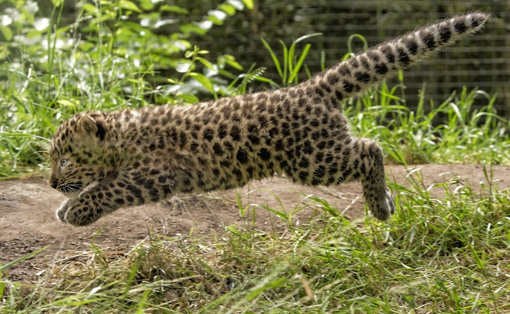 2018_Amur leopard cub leaping | San Diego Zoo 100