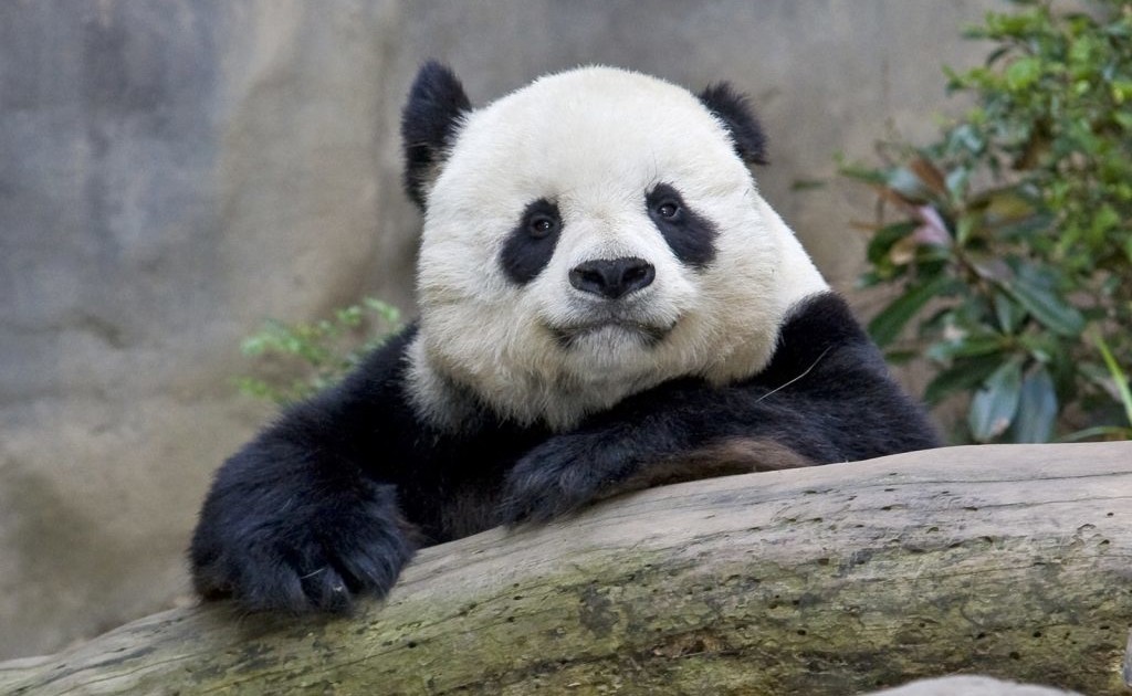 2018_Gao Gao w log | San Diego Zoo 100