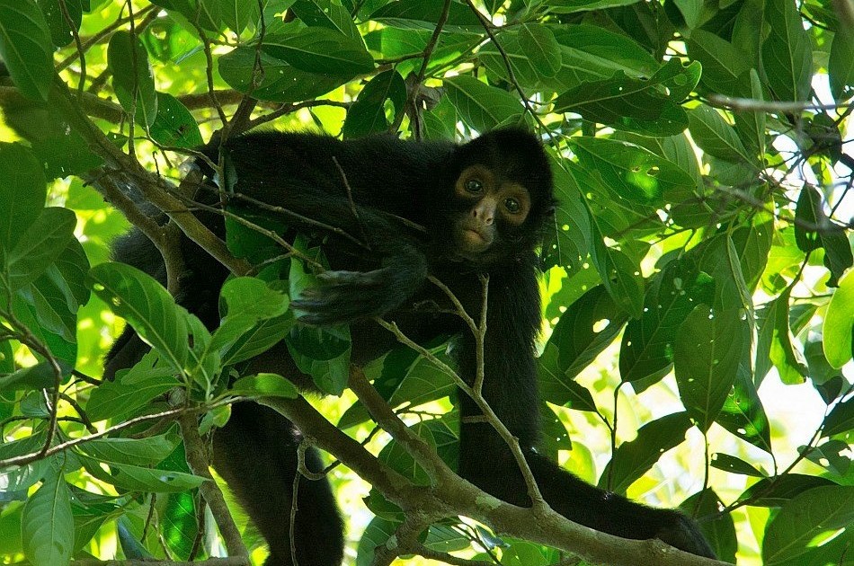 2019_Cocha Cashu monkey | San Diego Zoo 100