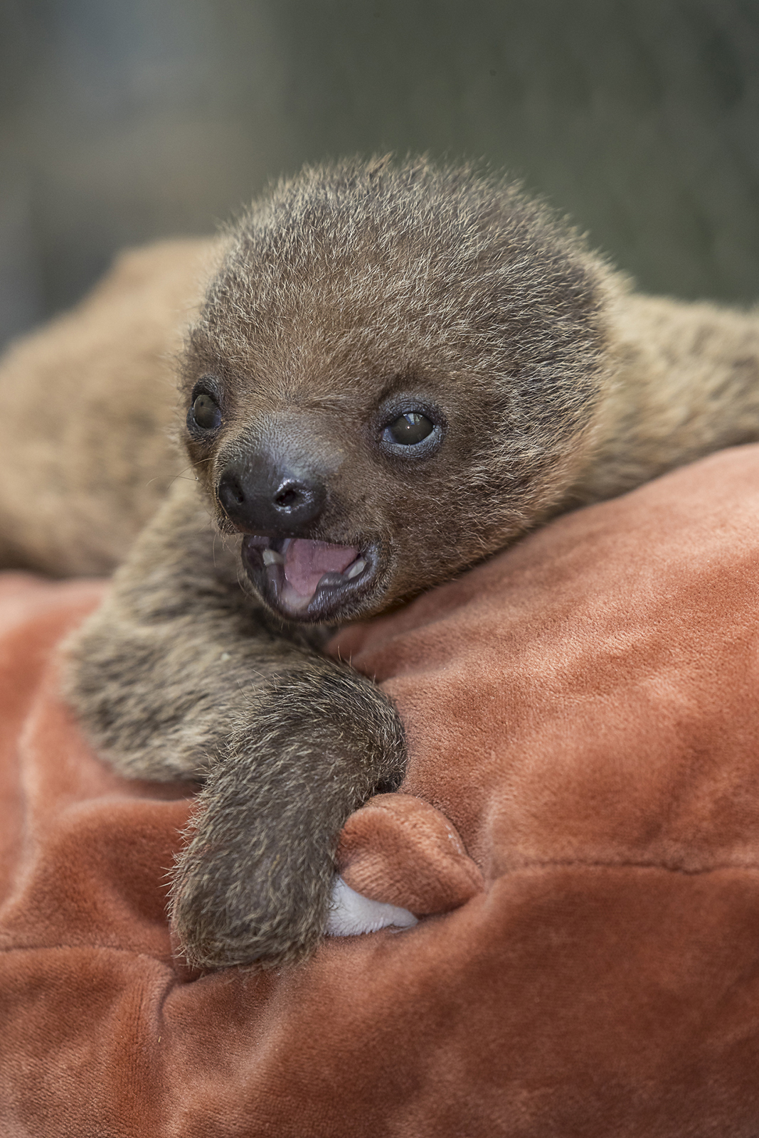 Rare New Additions | San Diego Zoo 100